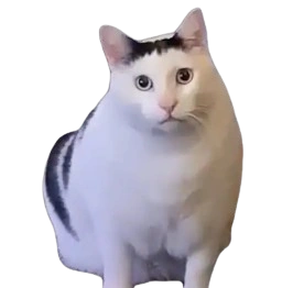 Huh Cat | Roblox Nextbot Maker Wiki | Fandom