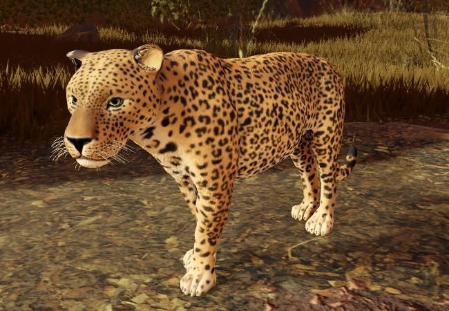 Leopard | Savannah Life Wiki | Fandom