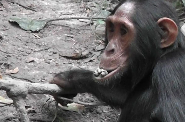 List of Slurs for Every Planet | Solar Conquest Wiki | Fandom