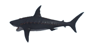 Megalodon | SharkBite Wiki | Fandom