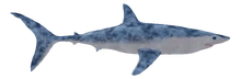 Shortfin Mako | SharkBite Wiki | Fandom