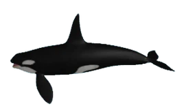 Killer Whale Orca | SharkBite Wiki | Fandom