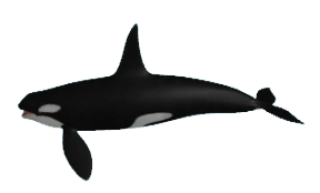 Killer Whale Orca | SharkBite Wiki | Fandom