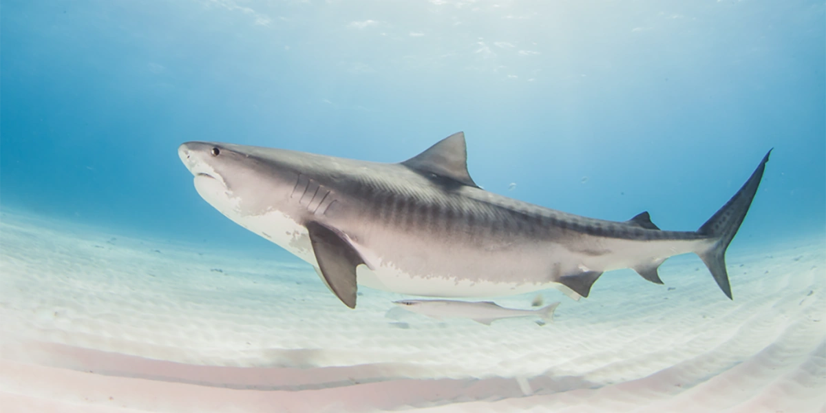 SharkBite Wiki:Upcoming Updates | SharkBite Wiki | Fandom