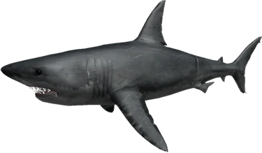Tiburones | Wiki Roblox sharkbite en español | Fandom