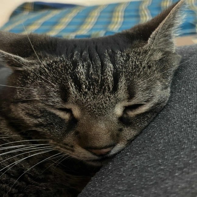 chillycat | Roblox Skittle's Nextbots Wiki | Fandom