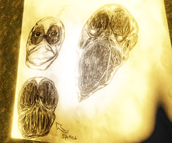 Elude | Slap Battles Wiki | Fandom