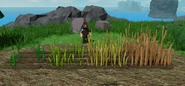 Wheat | Roblox The Survival Game Wiki | Fandom