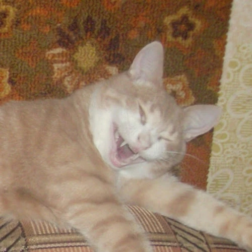 IHasAFaceLULZ (Webseries) | ROBLOX Webseries Wiki | Fandom