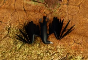 Crow | Westbound roblox Wiki | Fandom