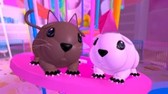 Guinea Pig Simulator | Roblox Wiki | Fandom