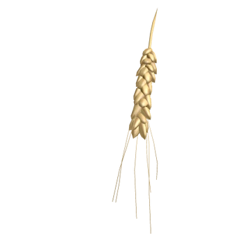 Western Wheat | Roblox Wiki | Fandom