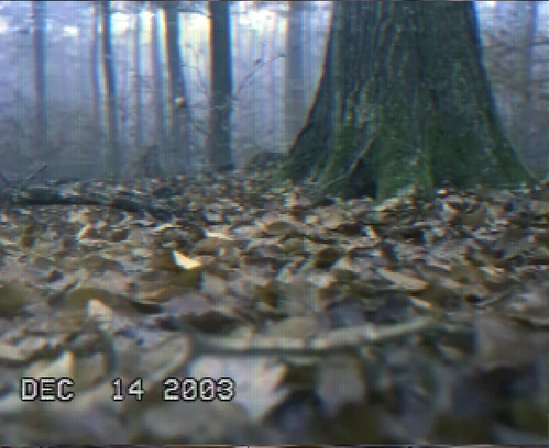 GoBlocks Aftermath | Roblox Creepypasta Wiki | Fandom