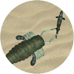 Pterygotus | Life Series Wikia | Fandom