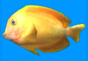 Yellow Fish | ROBLOX's Deep Ocean Wiki | Fandom