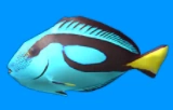 Blue Tang | ROBLOX's Deep Ocean Wiki | Fandom
