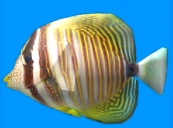 Discus | ROBLOX's Deep Ocean Wiki | Fandom
