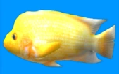 Yellow Shad | ROBLOX's Deep Ocean Wiki | Fandom