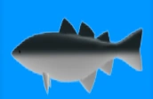 Salmon | ROBLOX's Deep Ocean Wiki | Fandom