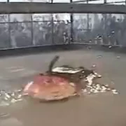 Evelyn a modified Dawg | Robogames Wikia | Fandom