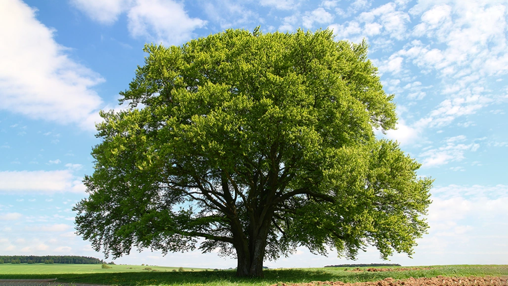 Tree | Robugs Unofficial Wiki | Fandom