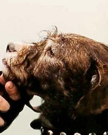 Punchy | Rocky Wiki | Fandom