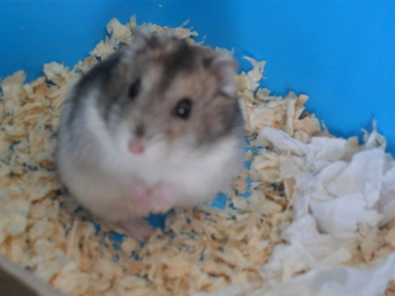 Dwarf Hamster | Rodent Wiki | Fandom