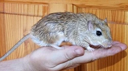 Shaw's jird | Rodent Care Wiki | Fandom