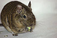 Degu | Rodent Care Wiki | Fandom