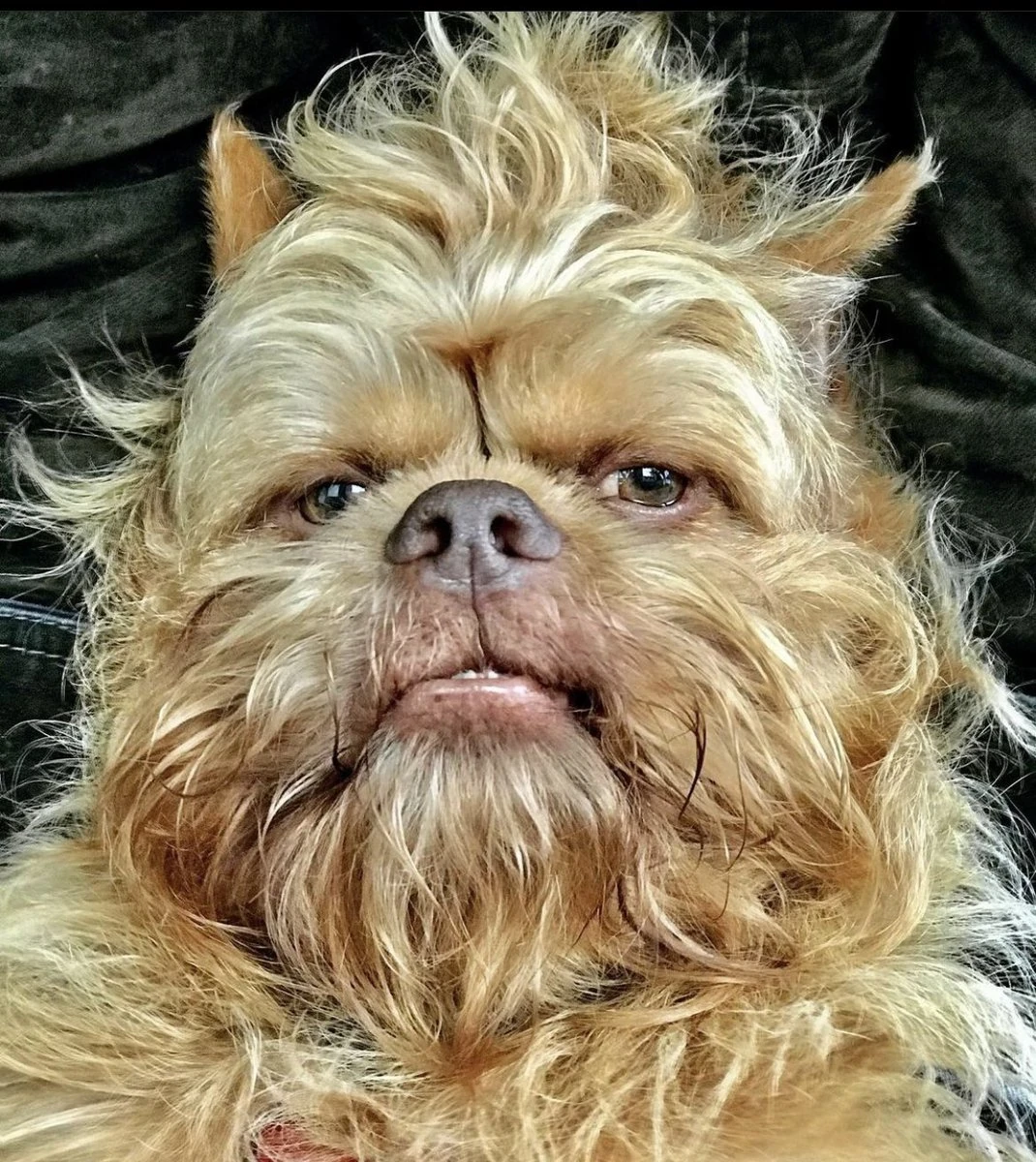 The rod dog | Rodney Berry Wiki | Fandom