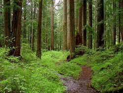 Forest | Role Play Wiki | Fandom
