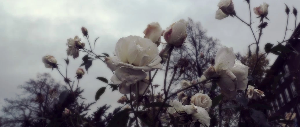 Sapphire Mist | Roleplay Forum Wikia | Fandom