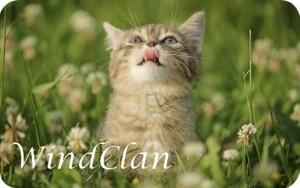WindClan | Roleplay Warrior Cats Wiki | Fandom