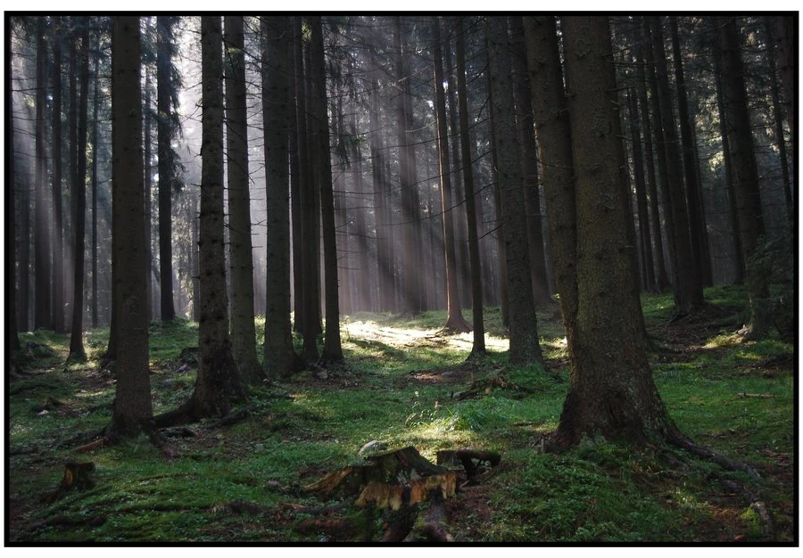 ShadowClan Territory | Roleplay Warrior Cats Wiki | Fandom