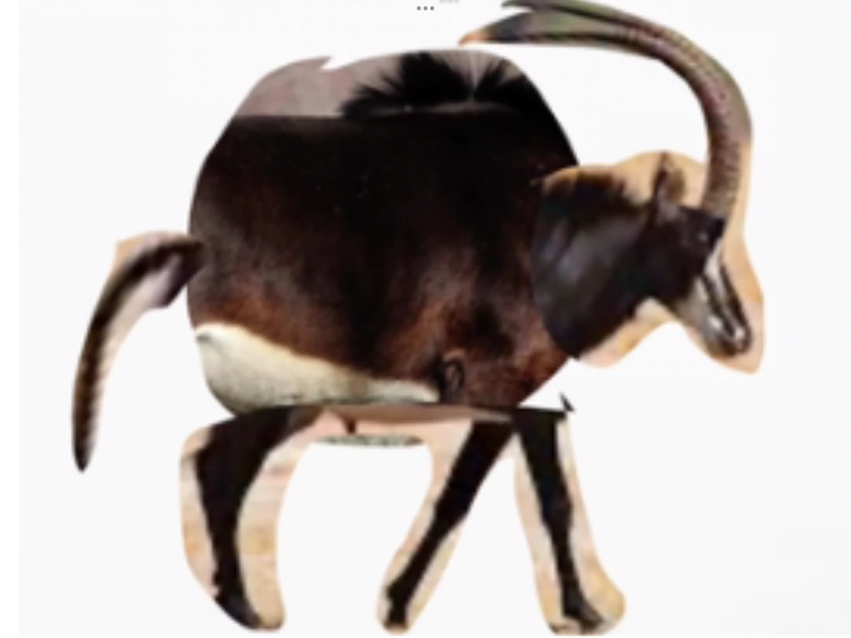 Sable Antelope | Rollin Safari Wiki | Fandom