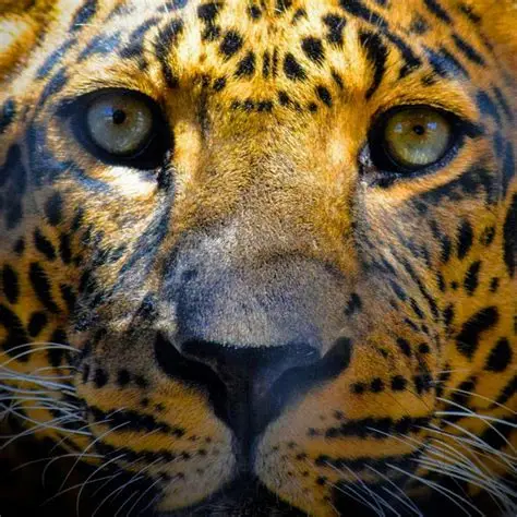 Official albums | Rolling Sky Wikia | Fandom