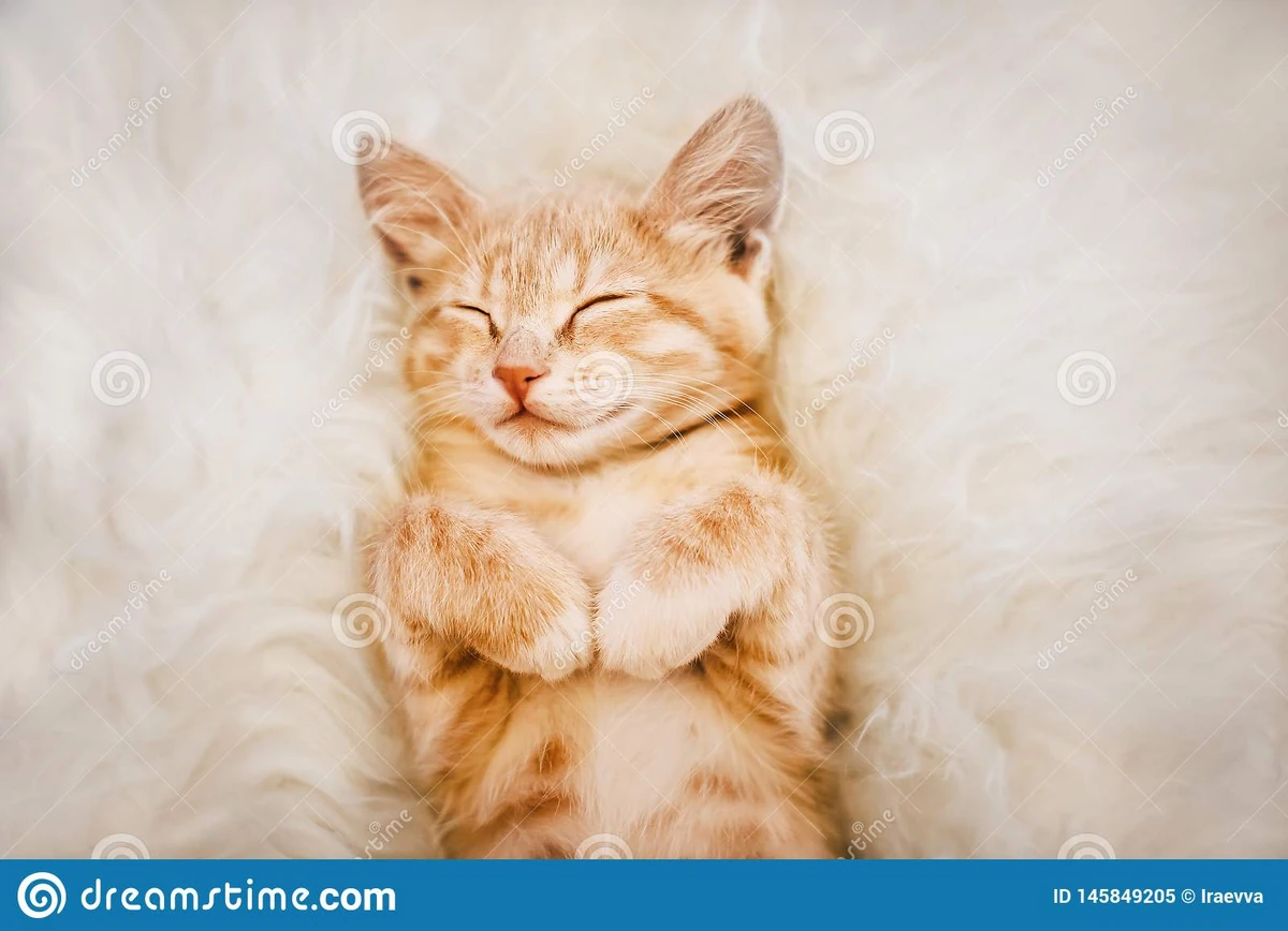 Knox Atwood | Roman Atwood Wiki | Fandom