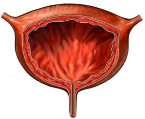 Bladder | Ronald McDonald Wiki | Fandom