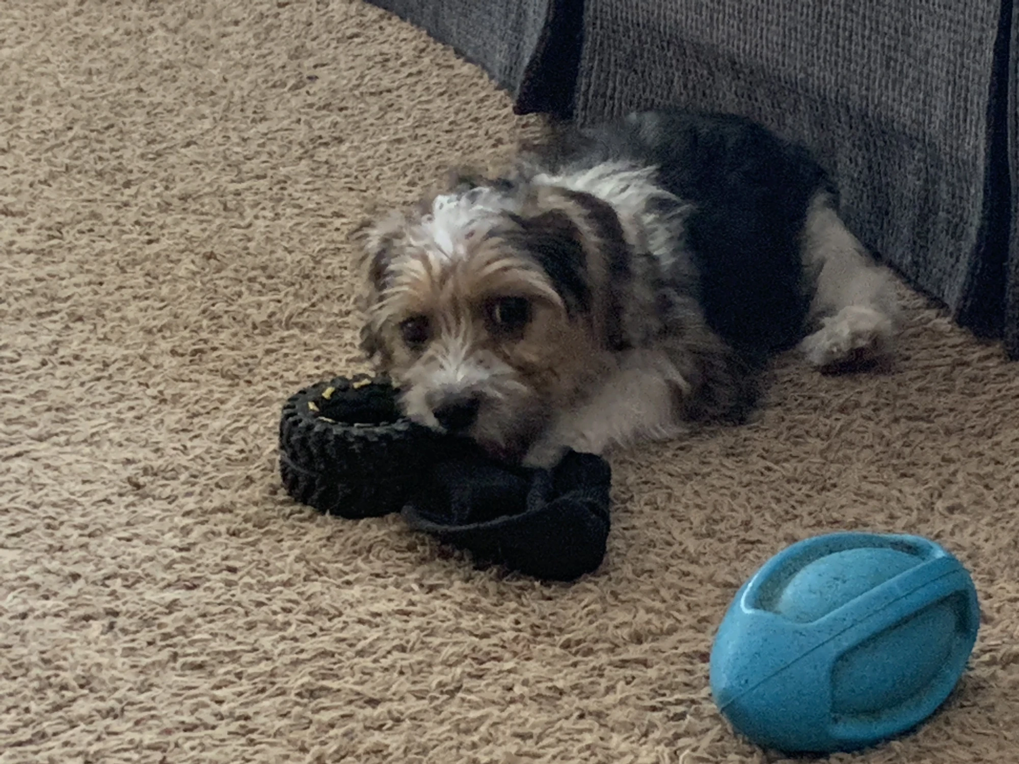 Rocky | Rone and Bomby official website Wiki | Fandom