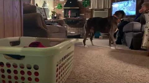 The Adventures Of Captain Dog 1 | Rone and Bomby official website Wiki ...