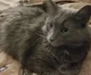 Noonie-40 | ROOMS: Low Detailed Wiki | Fandom