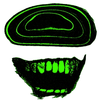 G-235 (The Lethargic Guitar/Silly Guitar) | ROOMS: Low Detailed Wiki ...
