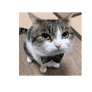 CAT-40 | ROOMS: Low Detailed Wiki | Fandom