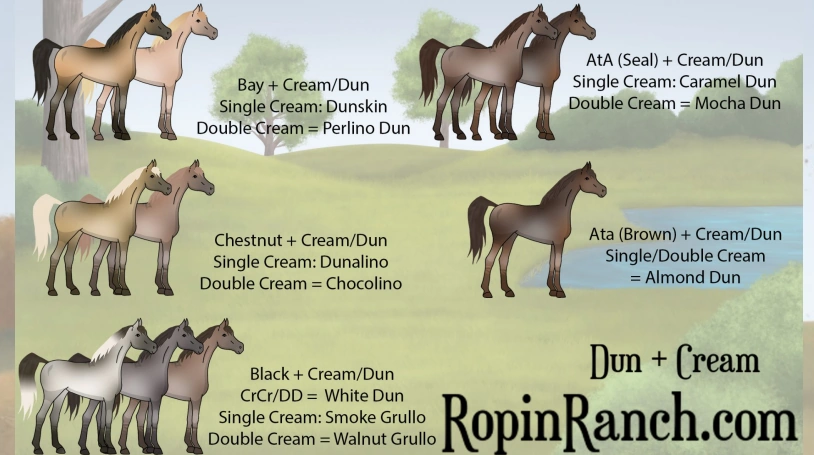Combining Genes | RopinRanch Wiki | Fandom