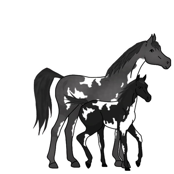 Pintabian | RopinRanch Wiki | Fandom