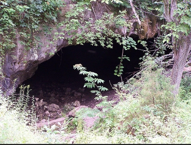 Apprentice's Den | RoseClan Roleplaying Wiki | Fandom