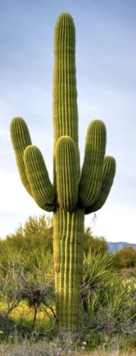 Jim the Cactus | RP fun Wiki | Fandom
