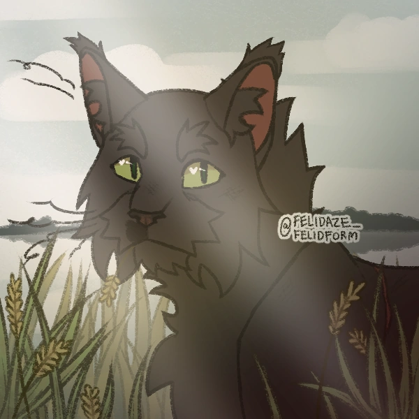 Clan des Reflets/Plume de Mousse | Wiki RPG vos Clans | Fandom