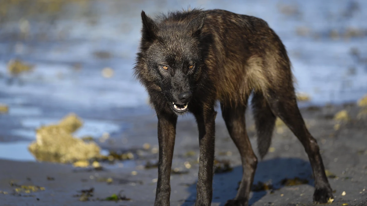 Dante | RPGClinic Wiki | Fandom