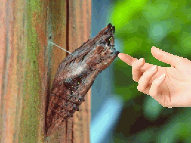 Caterpillar | RPG Maker Wiki | Fandom